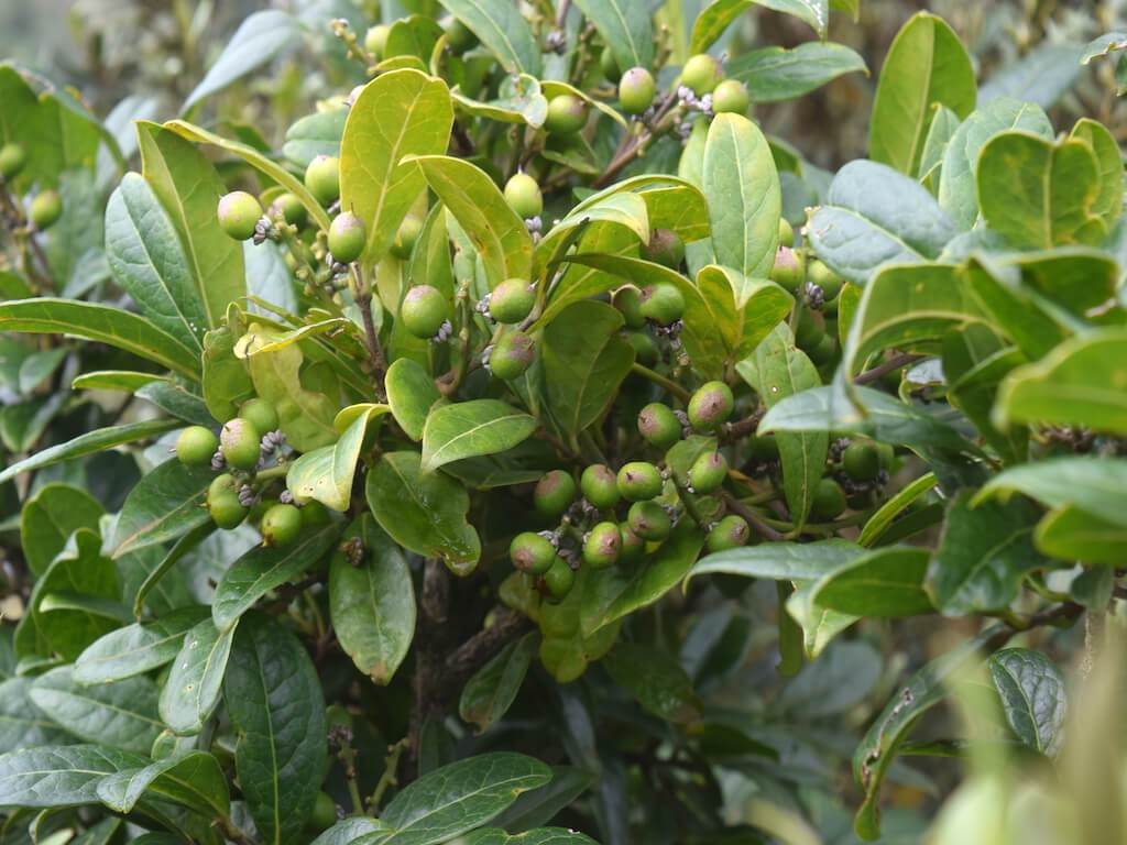 Ethnobotanical Study in Martinique of the Species Behind the Local ...
